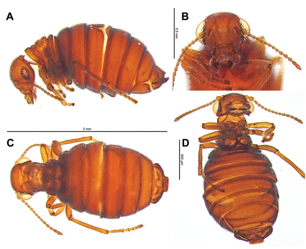 Scoperta una nuova importante specie di insetto grazie all'aiuto di ...